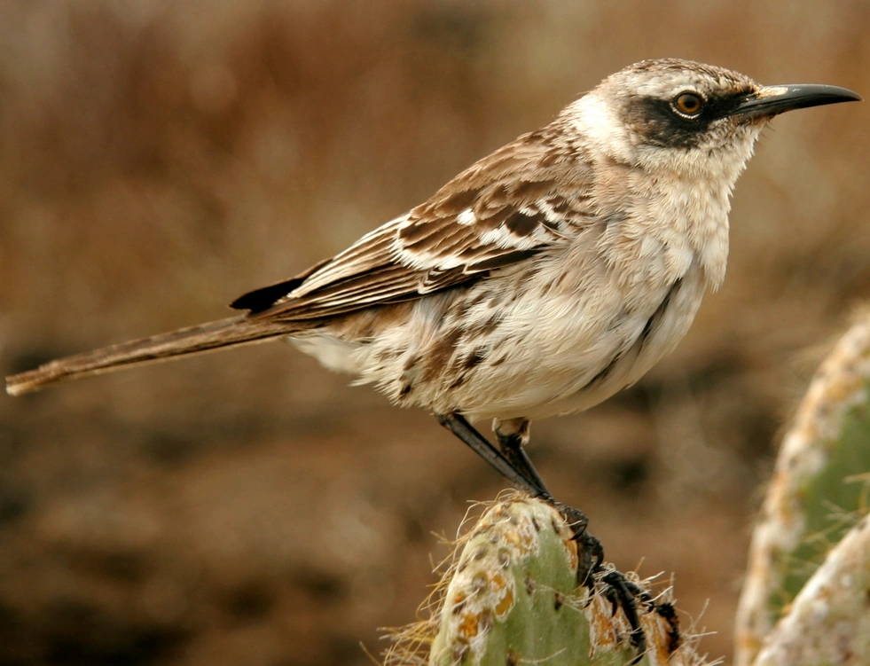 Sinsonte de Galápagos | Wiki Reino Animalia | Fandom