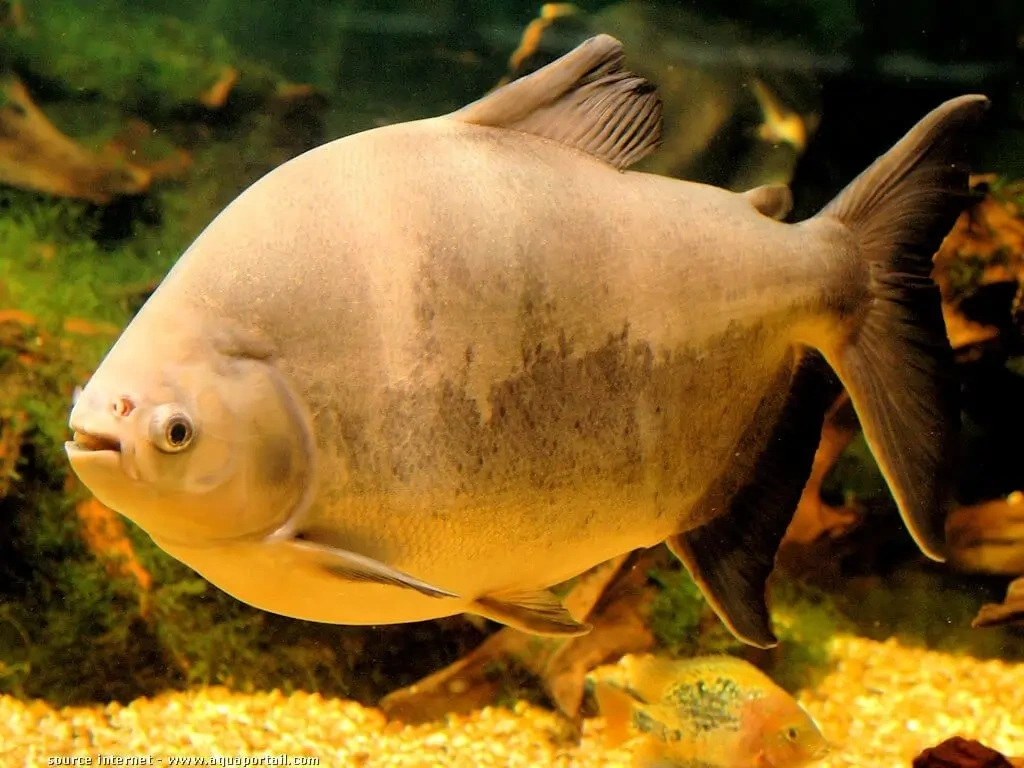 Cachama Negra | Wiki Reino Animalia | Fandom