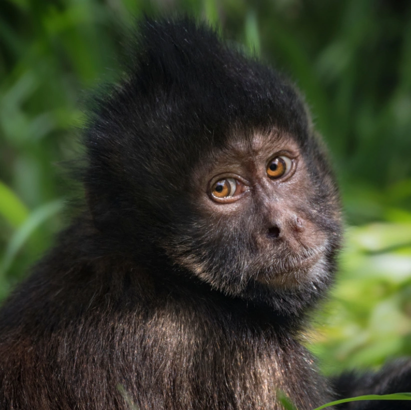 Capuchino Crestado | Wiki Reino Animalia | Fandom