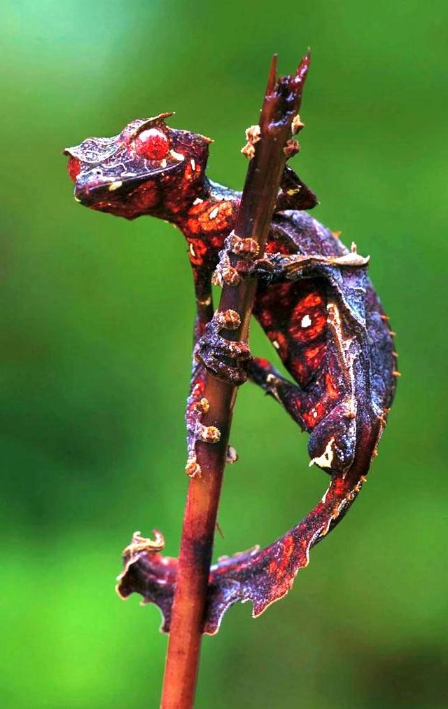 Gecko Cola de Hoja Satánico | Wiki Reino Animalia | Fandom