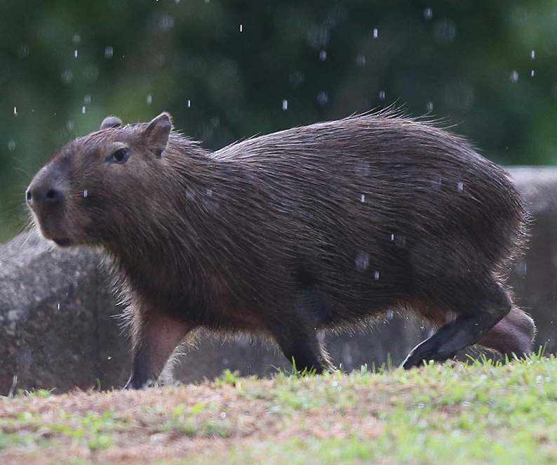 Capibara Menor | Wiki Reino Animalia | Fandom