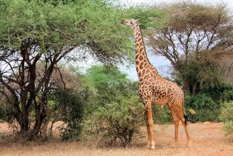 Jirafa | Wiki Reino Animalia | Fandom