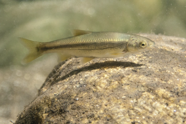 Boga del Tajo | Wiki Reino Animalia | Fandom