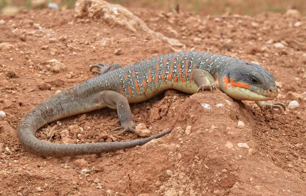 Bulán | Wiki Reino Animalia | Fandom