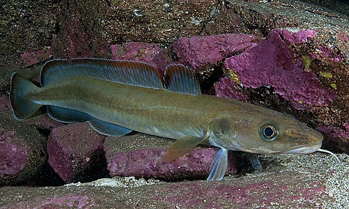 Maruca | Wiki Reino Animalia | Fandom