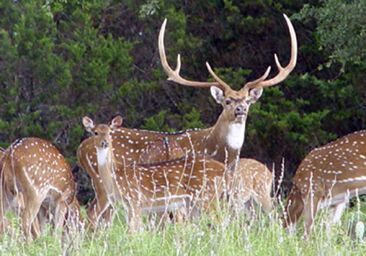 Axis | Wiki Reino Animalia | Fandom