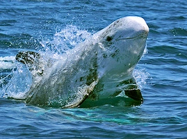 Calderón Gris | Wiki Reino Animalia | Fandom