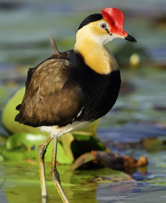 Jacana Crestada | Wiki Reino Animalia | Fandom