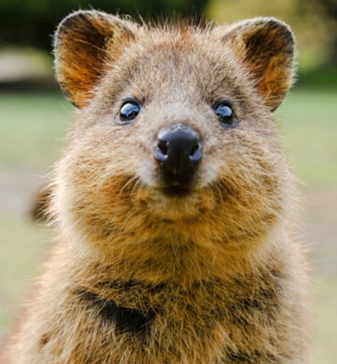Quokka | Wiki Reino Animalia | Fandom