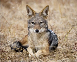 Chacal | Wiki Reino Animalia | Fandom