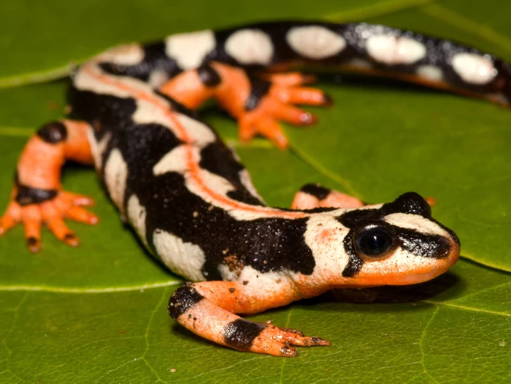 Tritón Emperador | Wiki Reino Animalia | Fandom