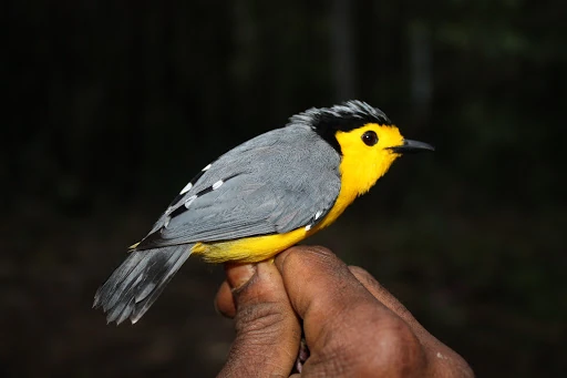 Silbador Enano | Wiki Reino Animalia | Fandom