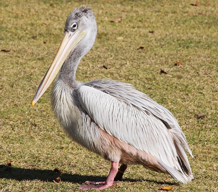 Pelícano Rosado | Wiki Reino Animalia | Fandom