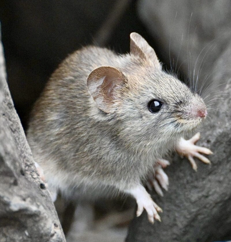 Rata Costera de Galápagos | Wiki Reino Animalia | Fandom