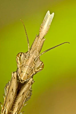 Mantis Palo | Wiki Reino Animalia | Fandom