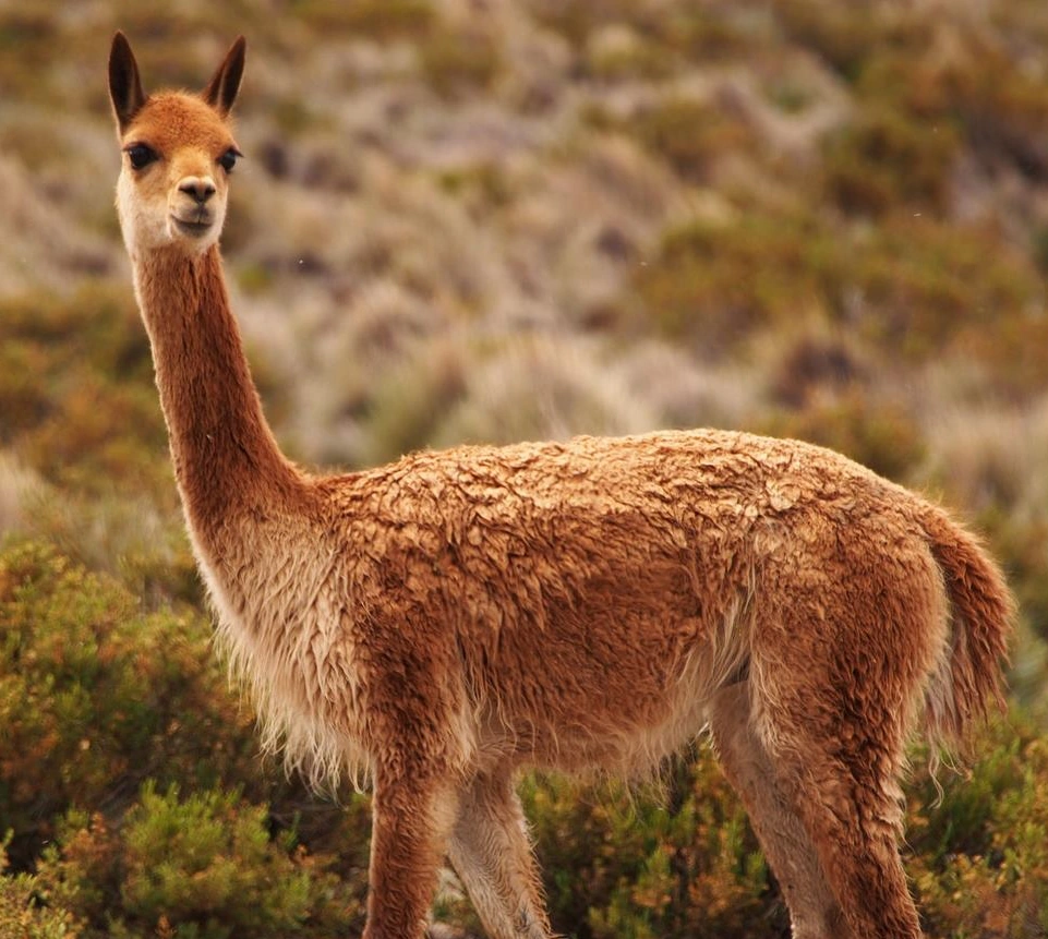 Vicuña | Wiki Reino Animalia | Fandom