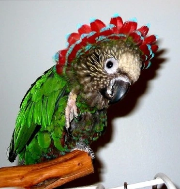 Loro Cacique | Wiki Reino Animalia | Fandom