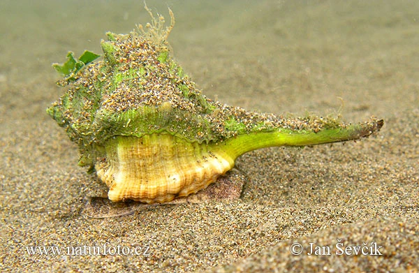 Cañadilla | Wiki Reino Animalia | Fandom