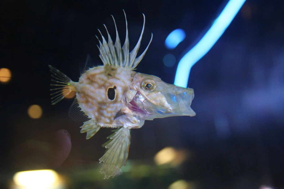 Pez de san Pedro | Wiki Reino Animalia | Fandom