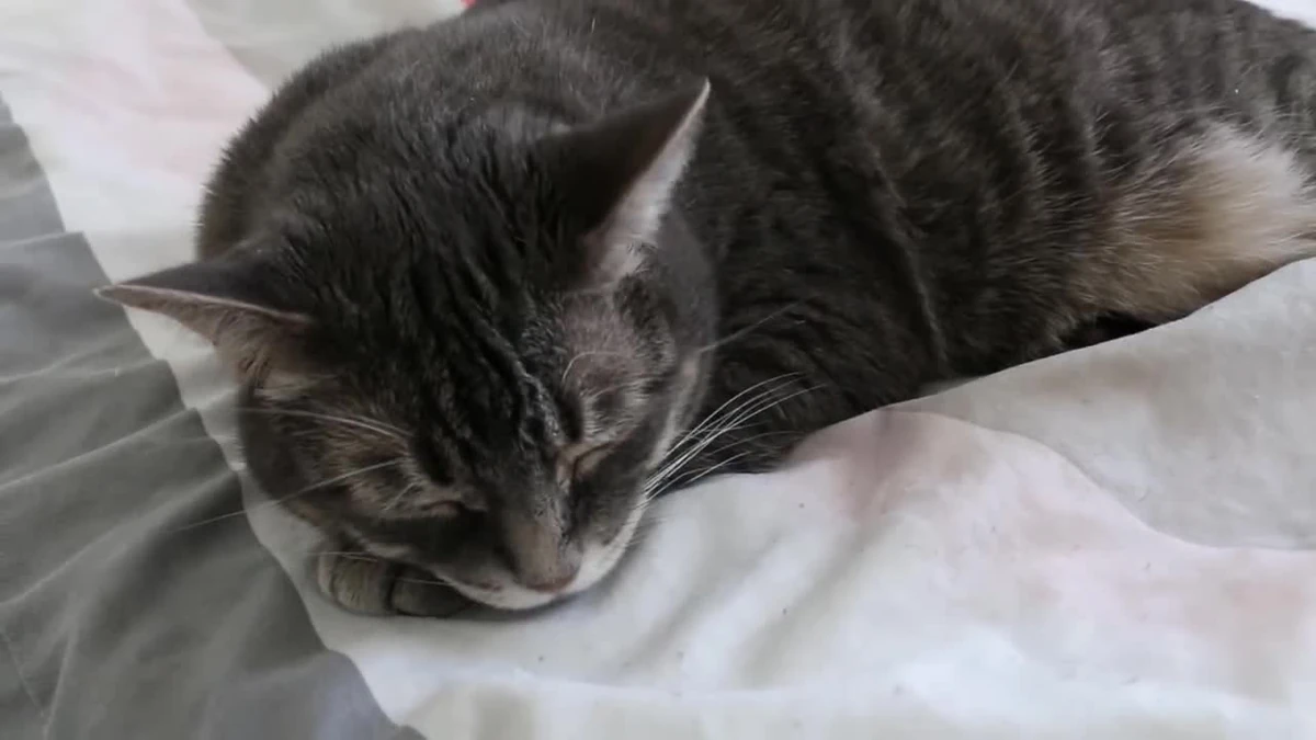 Missy | RelaxAlax Wiki | Fandom