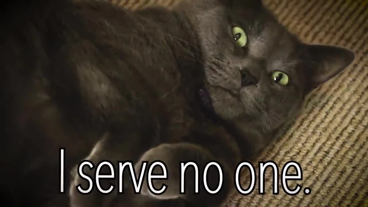 Cat | RelaxAlax Wiki | Fandom