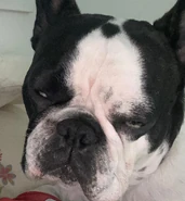 Juno Wolf | Remi Wolf Wiki | Fandom