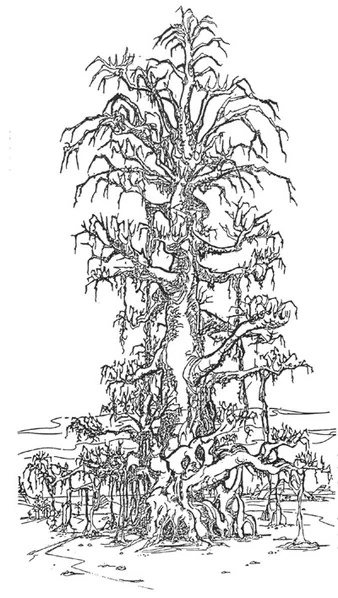 Andorus Island | Remix Favorite Show and Game Wiki | Fandom