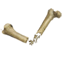Bone Fragments | Rem Survival Wiki | Fandom