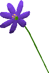 Windflower | Remote Realms Wiki | Fandom