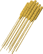 Wheat | Remote Realms Wiki | Fandom