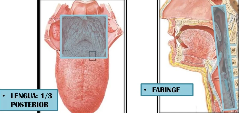 Nervio glosofaríngeo (IX) | Repasos de anatomía fácil Wiki | Fandom