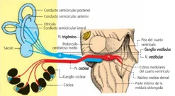 Nervio vestibulococlear (VIII) | Repasos de anatomía fácil Wiki | Fandom