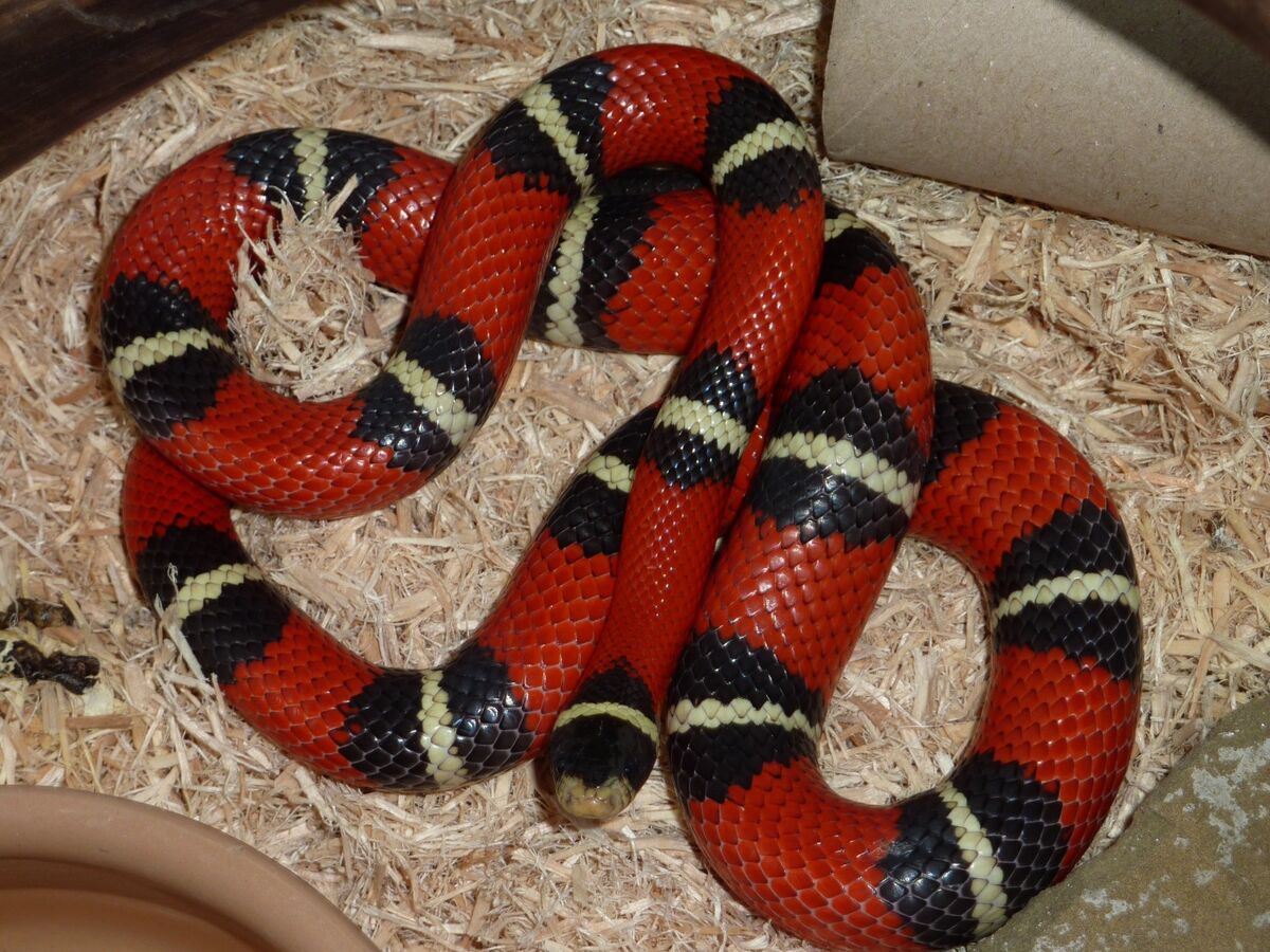 Honduran Milk Snake | Reptile Care Wikia | Fandom