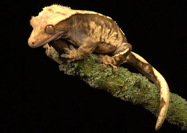 Crested Gecko | Reptile Care Wikia | Fandom
