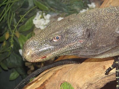 Crocodile Monitor | Reptiles Wiki | Fandom