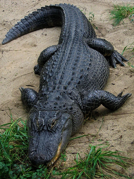 Category:Crocodile-like reptiles | Reptiles Wiki | Fandom