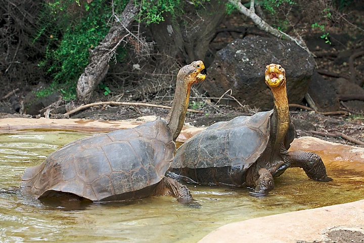 Galápagos giant tortoise | Reptiles Wiki | Fandom
