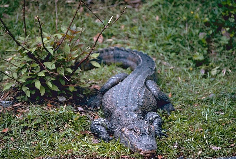Chinese Alligator | Reptiles Wiki | Fandom