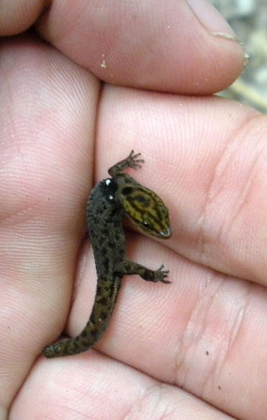 Big-scaled least gecko | Reptiles Wiki | Fandom