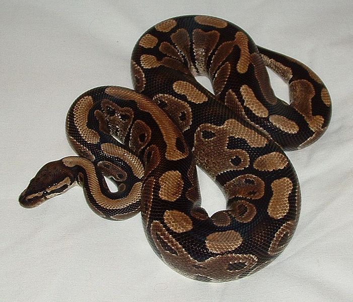 Ball python | Reptiles Wiki | Fandom