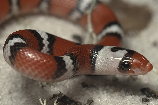 Scarlet Snake | Reptiles Wiki | Fandom