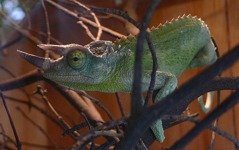 Three-horned Chameleon | Reptiles Wiki | Fandom