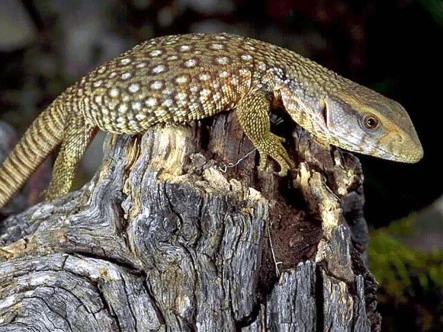 Monitor Lizard | Reptiles Wiki | Fandom