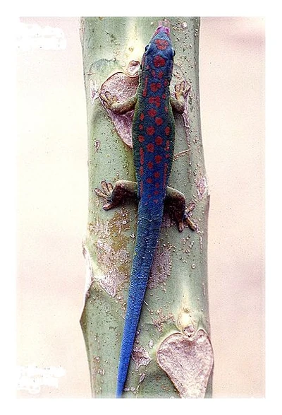 Blue-tailed Day Gecko | Reptiles Wiki | Fandom