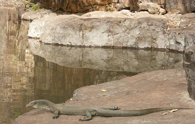 Mertens' Water Monitor | Reptiles Wiki | Fandom