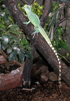 Plumed basilisk | Reptiles Wiki | Fandom