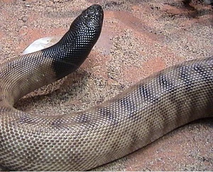 Black-headed Python | Reptiles Wiki | Fandom