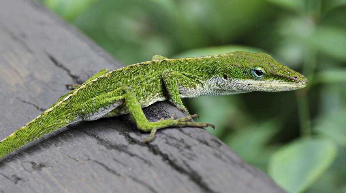 Polychrotidae | Reptiles Wiki | Fandom