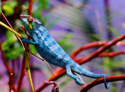 Panther Chameleon | Reptiles Wiki | Fandom
