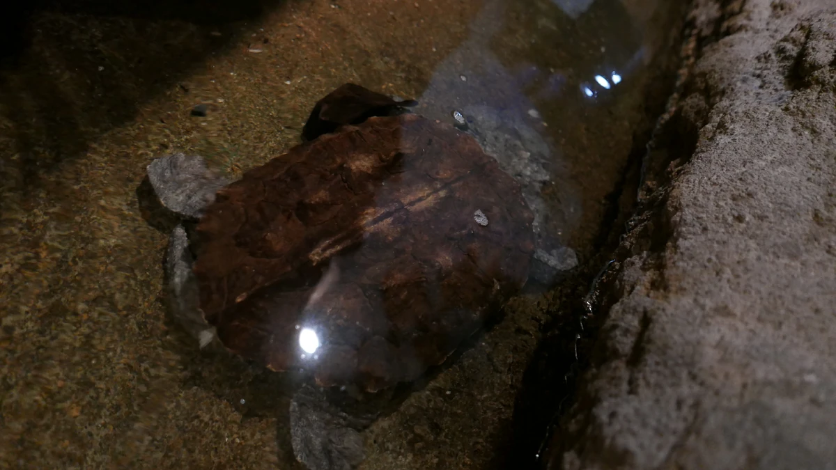 Matamata | Reptiles Wiki | Fandom